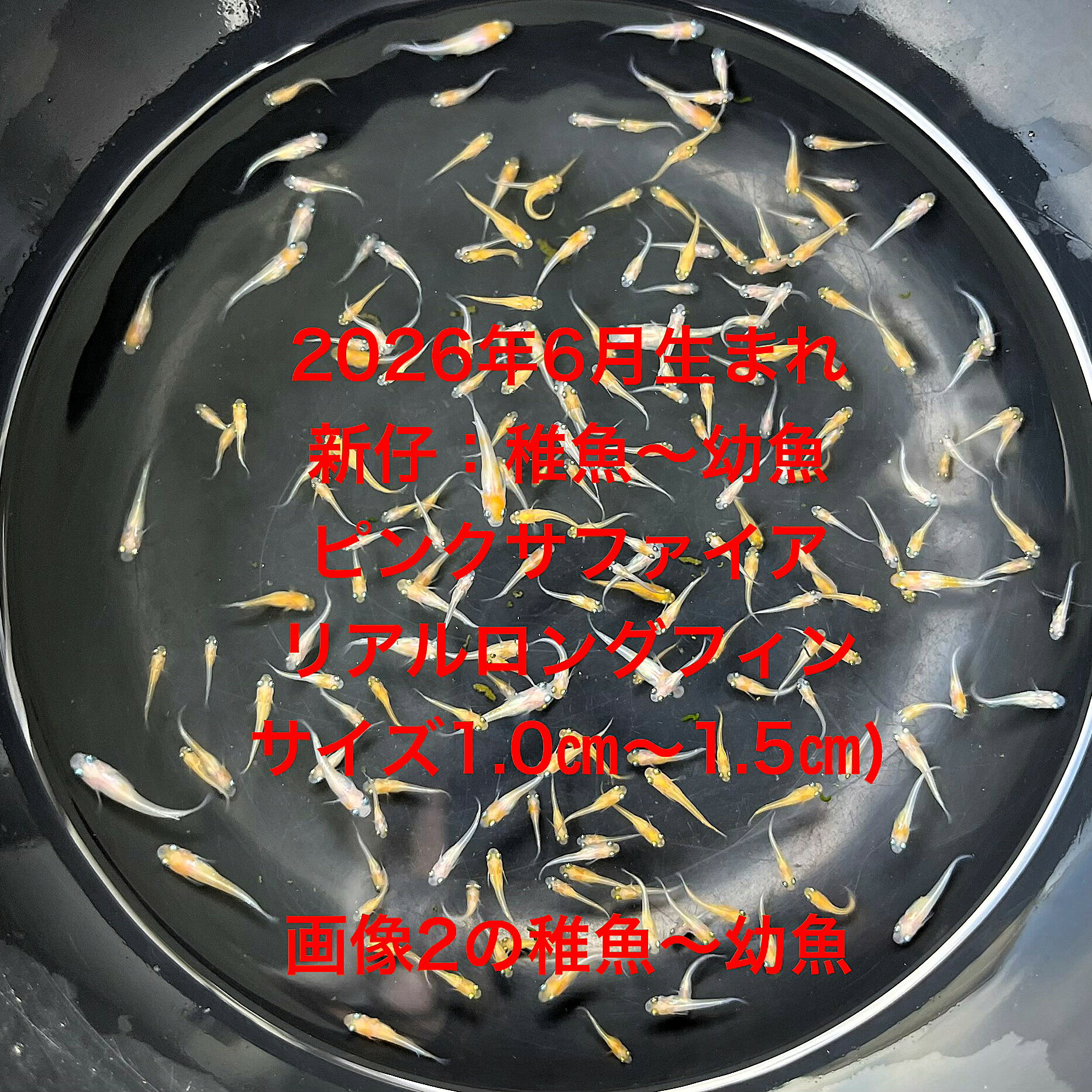 U1●※メダカ稚魚～幼魚初出荷※●2026年6月生まれ●ピンクサファイアリアルロングフィン★【ピンクサファイアRLF稚魚～幼魚：50匹＋補償分】サイズ(1.0cm～1.5cm）在庫がなくなり次第終了致します。※●自店舗で生産している画像2の...