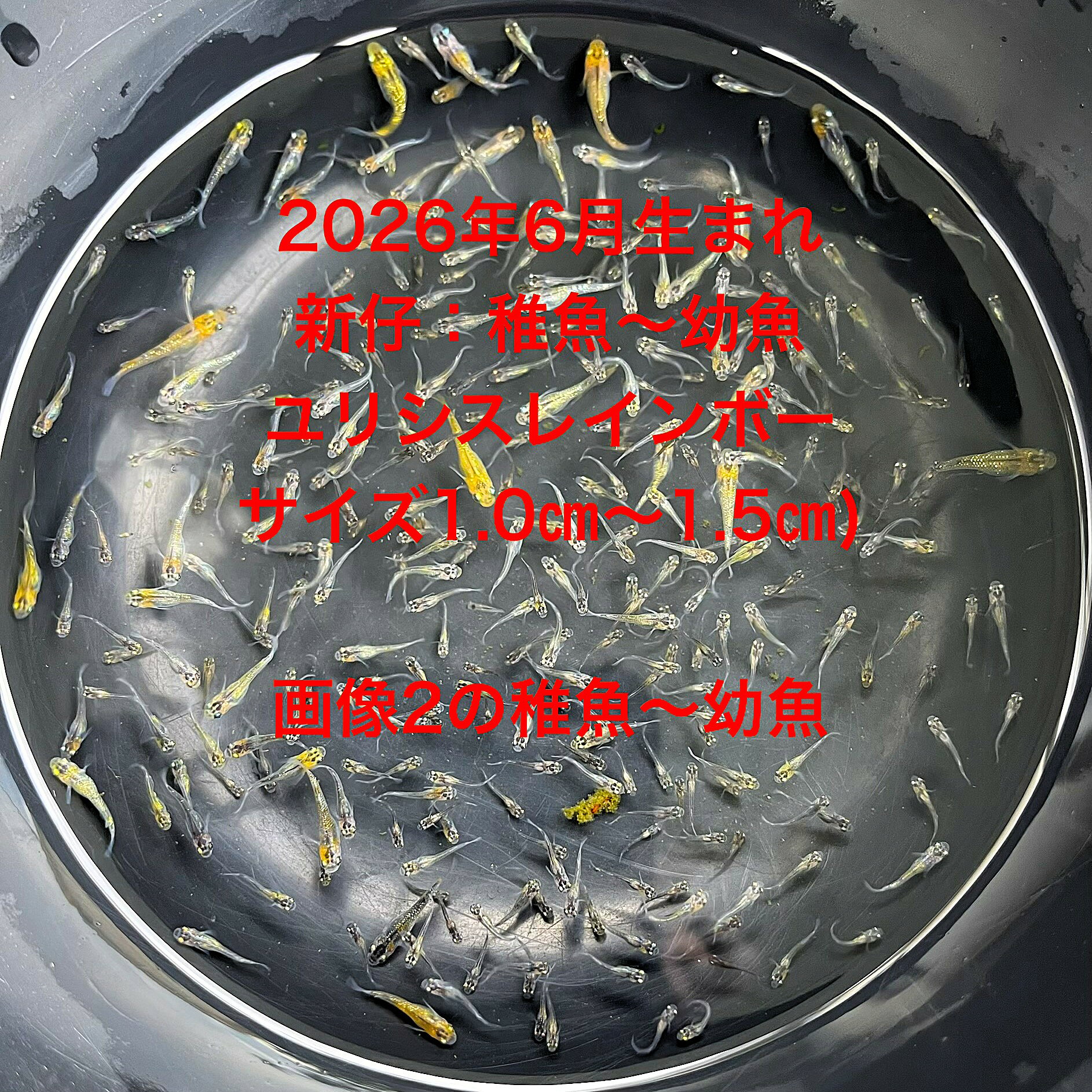 H1●※メダカ稚魚～幼魚初出荷※●2026年6月生まれ●ユリシスレインボー★【ユリシスレインボー稚魚～幼魚：30匹＋補償分】サイズ(1.0cm～1.5cm）在庫がなくなり次第終了致します。※●自店舗で生産している画像2のユリシスレインボーの...