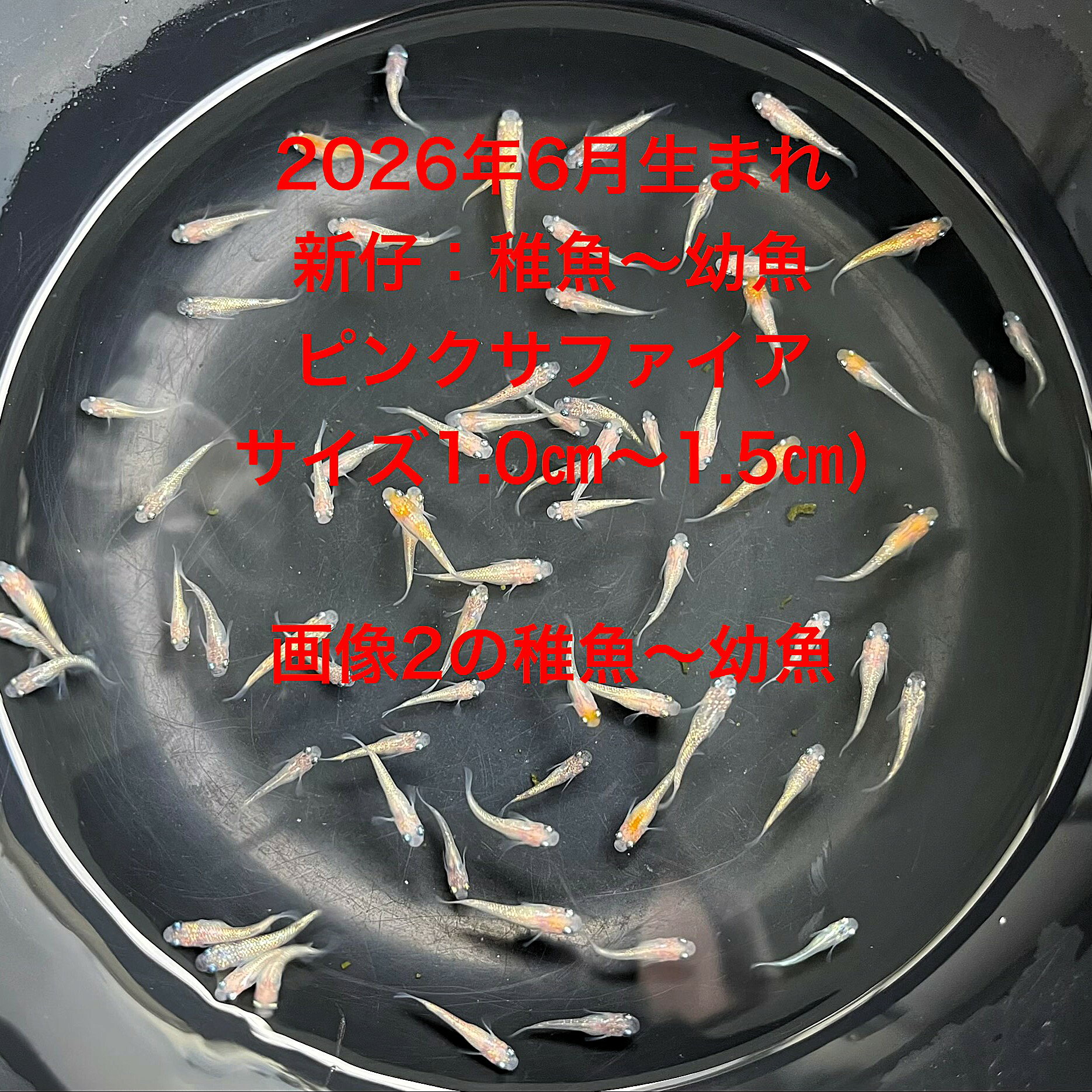 O1●※メダカ稚魚～幼魚初出荷※●2026年6月生まれ●ピンクサファイア★【ピンクサファイア稚魚～幼魚：50匹＋補償分】サイズ(1.0cm～1.5cm）在庫がなくなり次第終了致します。※●自店舗で生産している画像2のピンクサファイアの稚魚～...