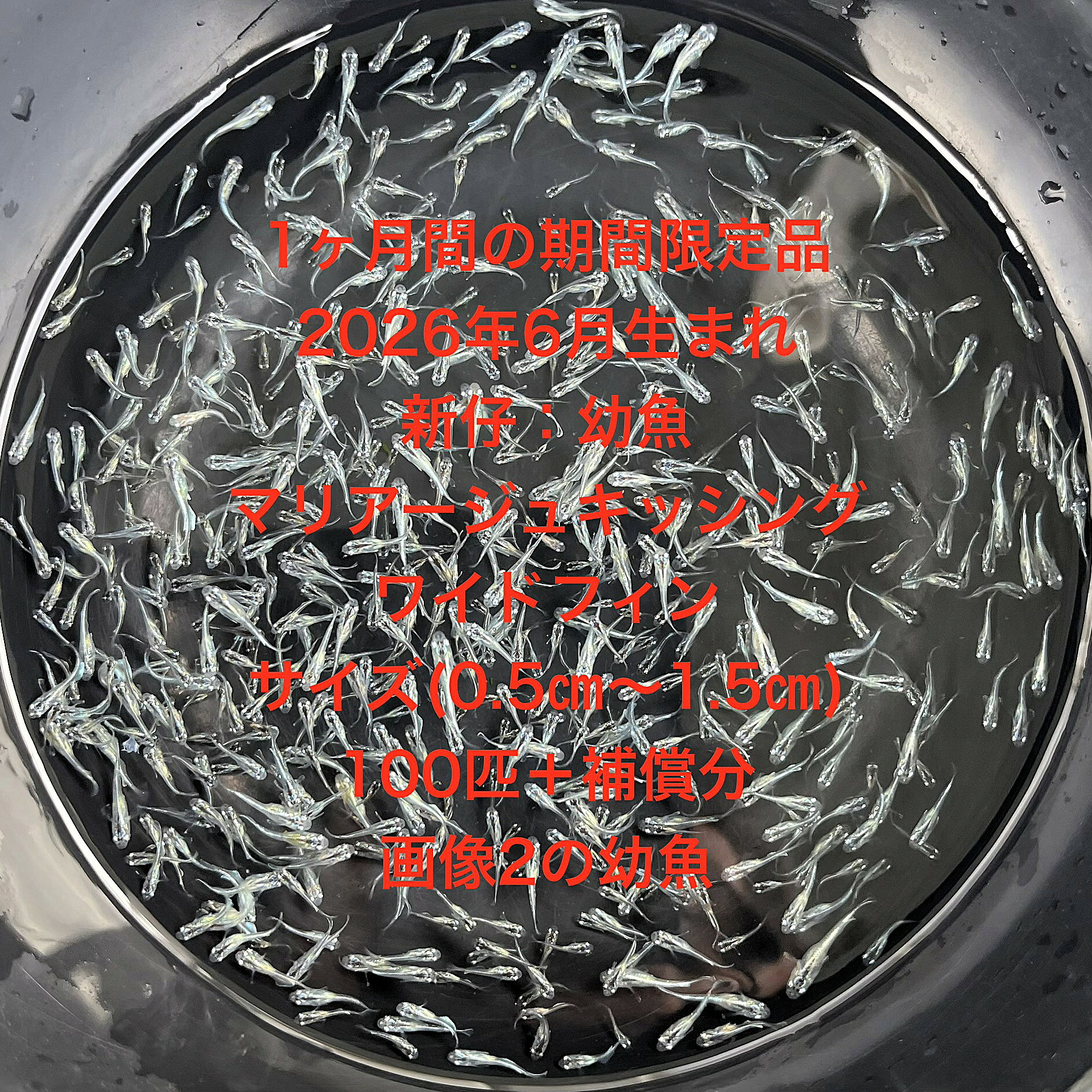 ※●1ヶ月間の期間限定品●メダカ幼魚初出荷●2026年6月生まれ●プラチナ系★【マリアージュキッシングワイドフィン幼魚：100匹＋補償分】サイズ(1.0cm～1.5cm）1ヶ月間の期間限定品在庫がなくなり次第終了致します。※●自店舗で生産し...