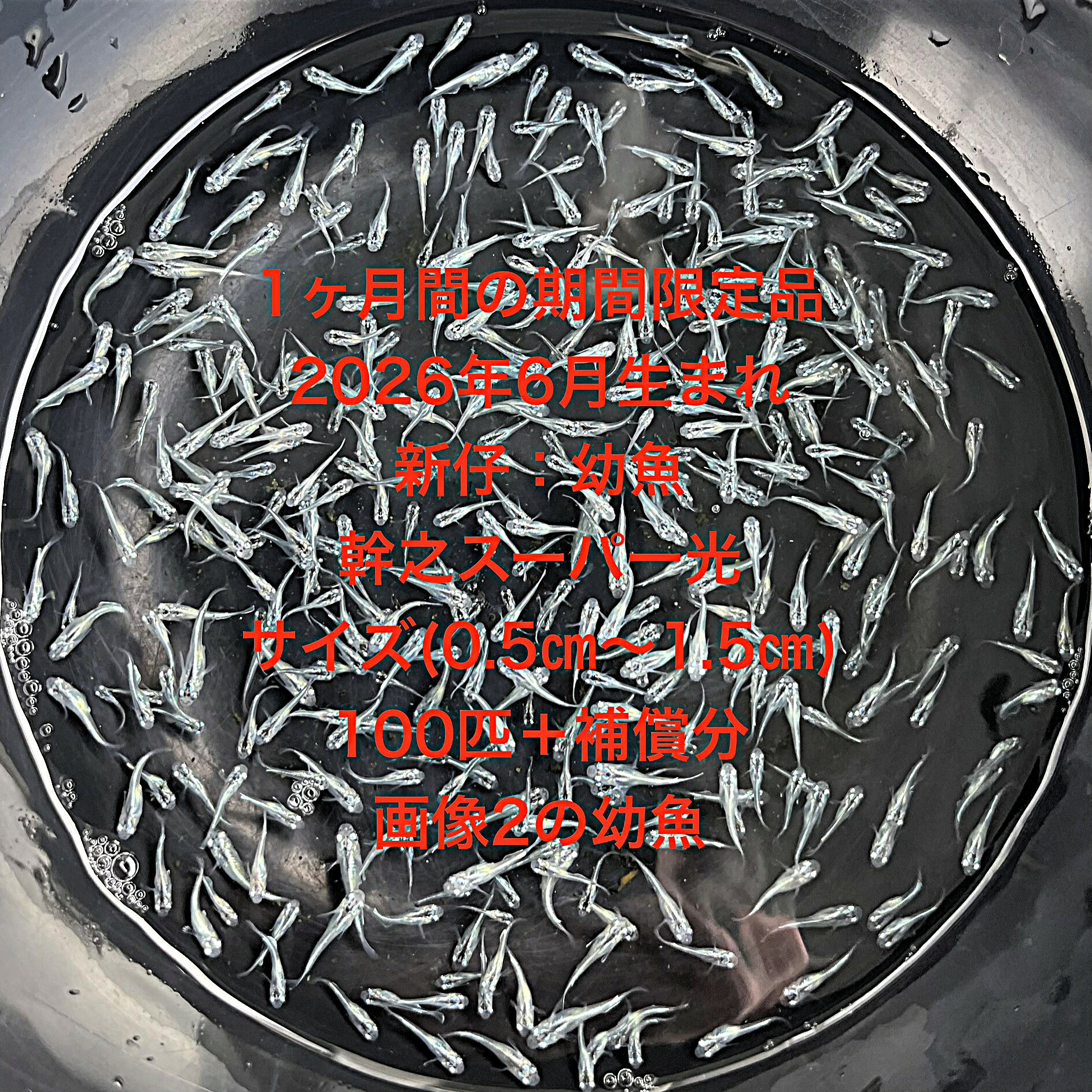 E※●1ヶ月間の期間限定品●メダカ幼魚初出荷●2026年6月生まれ●スーパー光★【幹之スーパ光幼魚：100匹＋補償分】サイズ(1.0cm～1.5cm）1ヶ月間の期間限定品在庫がなくなり次第終了致します。※●自店舗で生産している画像2の幹之ス...