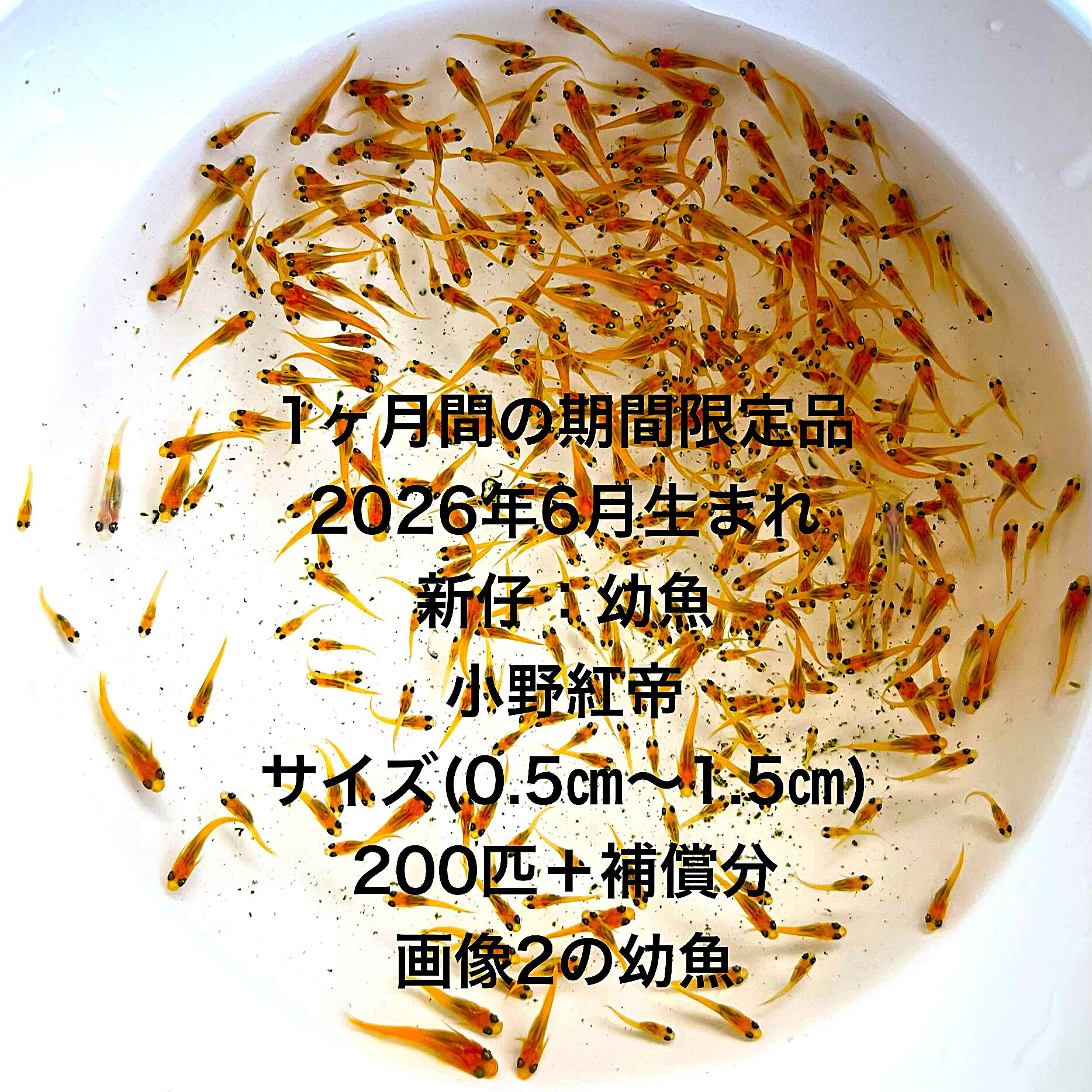 X1※●1ヶ月間の期間限定品●メダカ幼魚初出荷●2026年6月生まれ●極赤★【小野紅帝：幼魚：200匹＋補償分】サイズ(0.5cm～1.5cm）1ヶ月間の期間限定品在庫がなくなり次第終了致します。※●自店舗で生産している画像2の小野紅帝の幼...