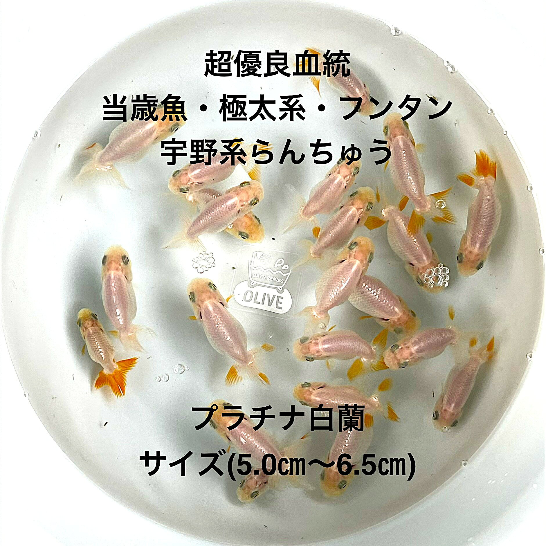 ●※宇野系らんちゅう：初出荷※●当歳魚★白蘭★極太フンタン系★プラチナ系【宇野系：プラチナ白蘭：10匹セット】サイズ(5.0cm〜6.5cm)　在庫がなくなり次第終了致します。●※スマホでご覧の方は画像左下の動画をタッチしてください画像の動...