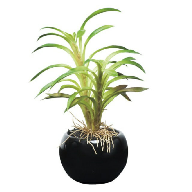サイズ：約 幅14×奥行14×高さ20cm ※商品サイズは、花や葉が広がった状態での全体サイズ（器も含めた高さ）になります。 器：陶器 サイズ：約 Φ90mm 高さ55mm 加工：光触媒加工（V-CAT） 生産国：日本 造花（フェイクグリー...