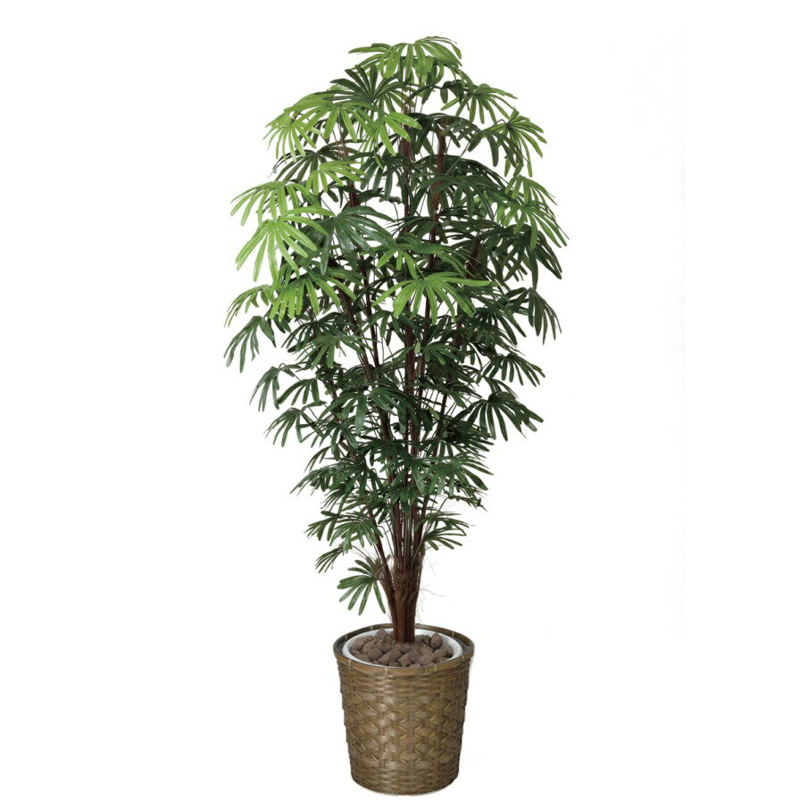 サイズ：約 幅75×奥行70×高さ180cm ※商品サイズは、花や葉が広がった状態での全体サイズ（器も含めた高さ）になります。 器：ポリエチレン・バンブー サイズ：約 上面Φ270mm 底面Φ250mm 高さ260mm 鉢カバーサイズ：約 ...