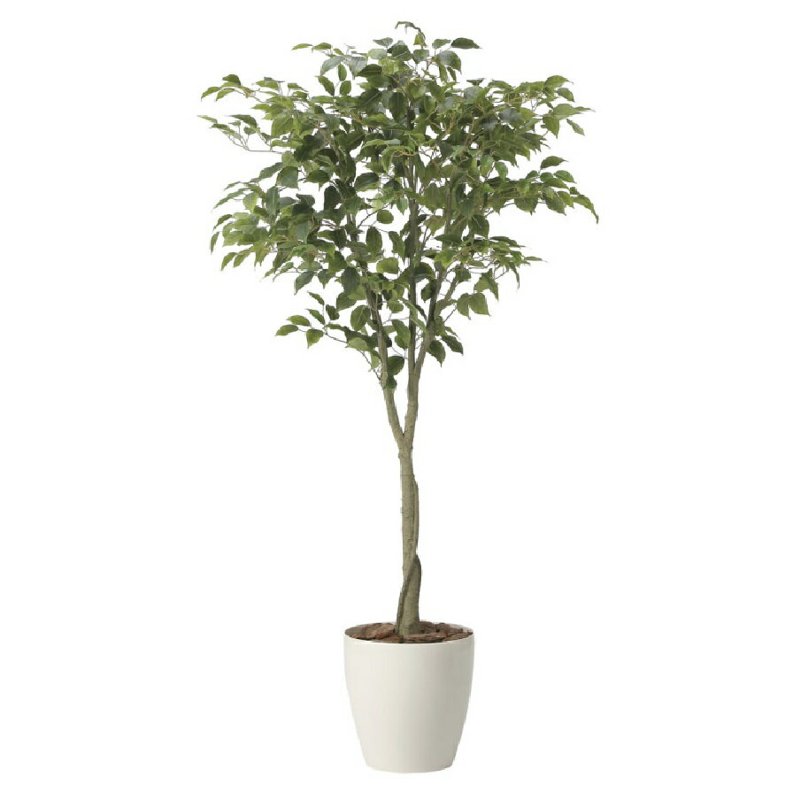 サイズ：約 幅85×奥行80×高さ165cm ※商品サイズは、花や葉が広がった状態での全体サイズ（器も含めた高さ）になります。 器：ポリプロピレン サイズ：上面Φ300mm 底面Φ200mm 高さ30.5mm 加工：光触媒加工（V-CAT）...