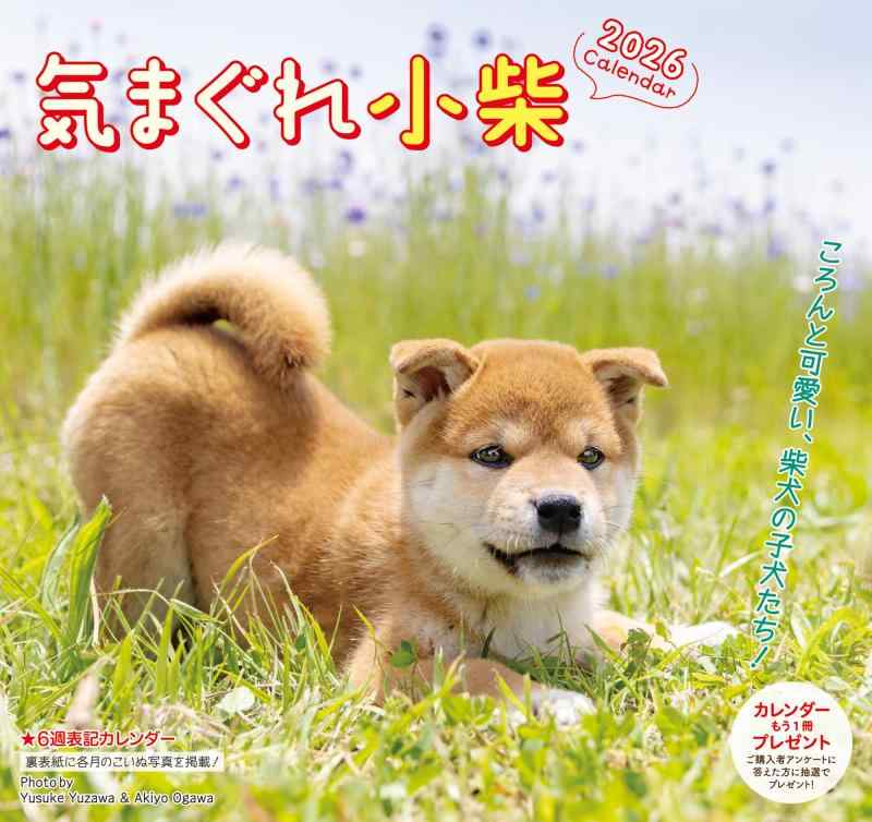 気まぐれ小柴カレンダー 2026 壁掛け（月めくり・6週表記）｜柴犬 子犬カレンダー｜かわいい柴犬フォト・六曜・祝日・満月新月・二十四節気入り｜柴犬好きにおすすめ ([カレンダー])