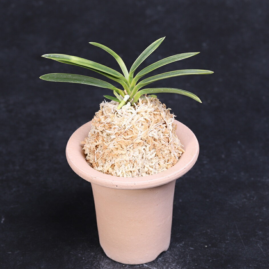 &nbsp;品名 富貴蘭　琥珀殿 Vanda falcata kohakuden &nbsp;商品情報 1本子付き 白の虎斑　覆輪という二芸品。 間口13cm &nbsp;鉢サイズ 3寸素焼きラッパ鉢（植物の大きさの参考にしてください。） ...