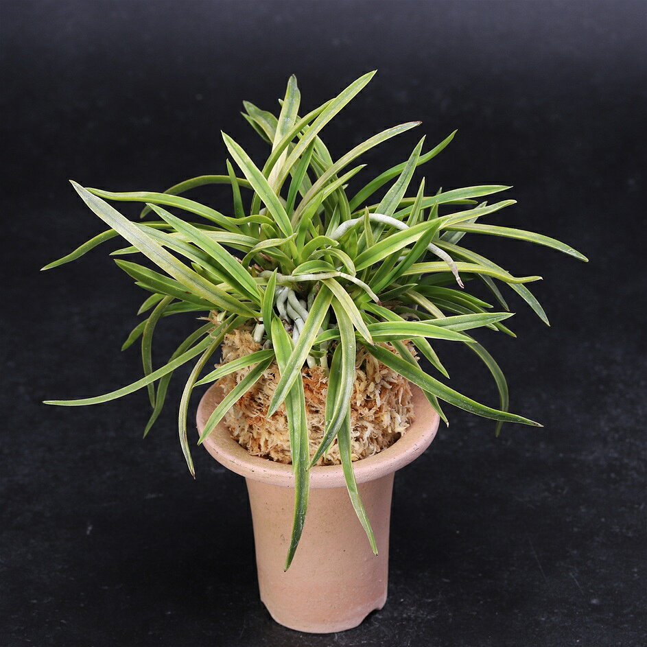 &nbsp;品名 富貴蘭　出雲金斑 Vanda falcata izumokinpu &nbsp;商品情報 15本以上の株 完成度は今一歩の株ですが、独特の乗り斑が現れてなかなかの芸をしています。 ※少し葉キズがあります。 &nbsp;鉢サ...