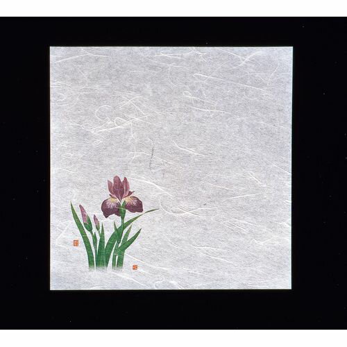 ヤマコー 新・濡れ奉書紙（100枚入） 菖蒲 QHU14 JANコード 4988484653959●幅×奥行(mm):200×200●材質：和紙■薄口の特漉き雲竜和紙(無蛍光)を使用しています。■余分な油を吸収しますので、天紙としても最適で...