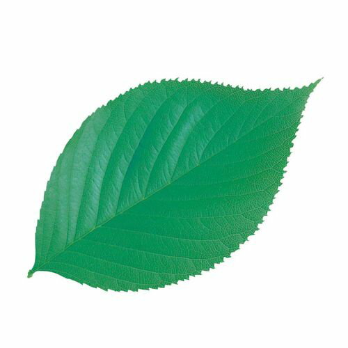 ヤマコー 型抜きクリアシート（200枚入） 65787 木の葉 QKL1902 JANコード 4988484657872●メーカー品番:65787●型:木の葉●幅×奥行(mm):85×148●材質：ポリプロピレン■安全性を高めるために、印刷...