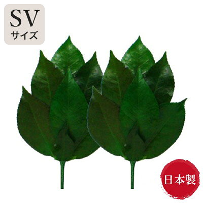 商品名 プリザーブド榊商品サイズ(約) SV 28×14cm商品重量(約) SV 90g個装サイズ(約) 31×24×0.5cm(共通)材質 椿葉(丹波産)、ワイヤー、フローラルテープ注意事項 本商品は天然素材を使用しているため色味や大きさ...