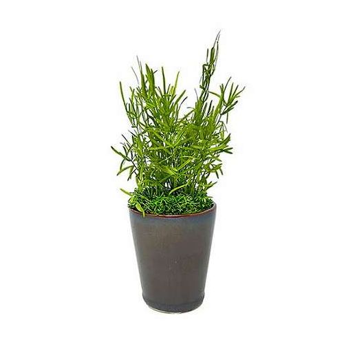 お手入れ不要の観葉植物プリザーブドグリーンなので本物の植物なのに水やり、お手入れ不要。日陰でもイキイキします。鉢の入れ替え、剪定も入りません。世話をする必要がありません!また、虫がわくこともなく、花粉もなく清潔なので食卓や病院などでもお使い...
