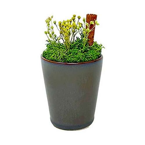 お手入れ不要の観葉植物プリザーブドグリーンなので本物の植物なのに水やり、お手入れ不要。日陰でもイキイキします。鉢の入れ替え、剪定も入りません。世話をする必要がありません!また、虫がわくこともなく、花粉もなく清潔なので食卓や病院などでもお使い...