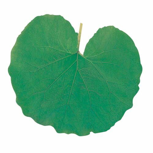 ヤマコー 型抜きクリアシート（200枚入） 65781 ミニ・ふき QKL1801 JANコード 4988484657810●メーカー品番:65781●型:ミニ・ふき●幅×奥行(mm): 79× 65●材質：ポリプロピレン■安全性を高めるた...