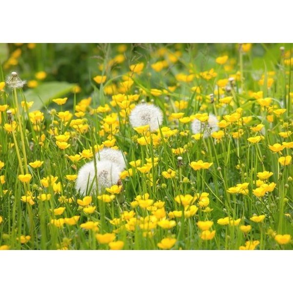 【製品仕様】 ◆サイズ：A2版（594mm×420mm）／梱包サイズ：445mm×60mm×60mm（ダンボール材のポスターボックス） ◆キャラクロ（キャラクターインテリアクロス）：壁紙の上からでも床や天井や窓ガラスでもどこでもぴたっと貼れ...