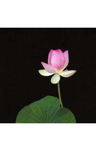 &nbsp;&nbsp;&nbsp; PEACE　PRAYER の詳細 発売元: ambience アーティスト名: 岡野弘幹 カナ: ピースプレイヤー PEACE PRAYER / オカノヒロキ OKANO HIROKI ディスク枚数: ...