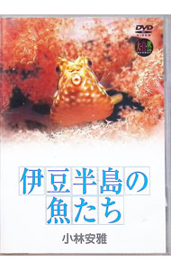 &nbsp;&nbsp;&nbsp; 大自然ライブラリー　伊豆半島の魚たち　小林安雅 の詳細 発売元: ポニーキャニオン カナ: ダイシゼンライブラリーイズハントウノサカナタチコバヤシヤスマサ / ソノタ ディスク枚数: 1枚 品番: PC...