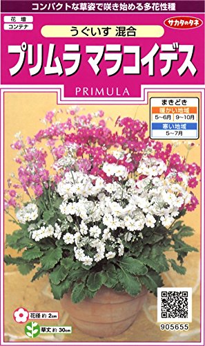 プリムラ マラコイデスgreen/0.05ml/00905655・パッケージ個数:1・詰量:0.05ml・発芽率:70%・採苗本数:150・まきどき:春・秋商品紹介 サカタのタネ 実咲花5655 プリムラ マラコイデス うぐいす混合 ご注意...
