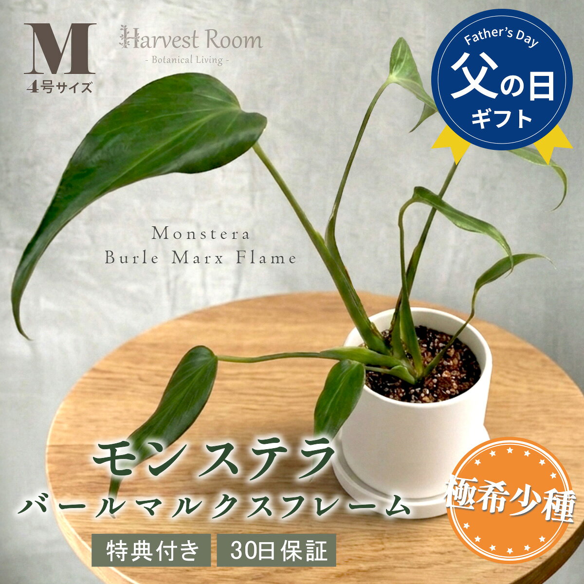 ■品名 モンステラ バールマルクスフレーム　Monstera Burle Marx Flame ■商品詳細 ■サイズ：Mサイズ ・鉢サイズ：4号、高さ：約14cm ・土上からの高さ：約25〜40cm 葉の切れ込みが始まる直前の段階です。 適...