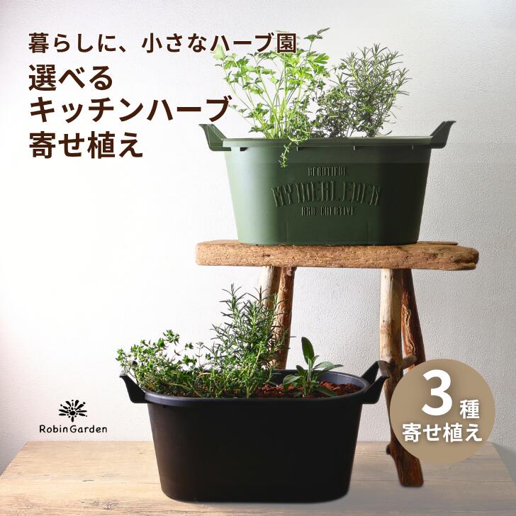 商品情報商品について暮らしに、小さなハーブ園。料理に使いやすい人気のキッチンハーブを、バランスよく寄せ植えにしました。必要なときにさっと摘んで使える、初心者さんにも育てやすい、家庭菜園にもおすすめのハーブセットです。Aセット・Bセットの2種...