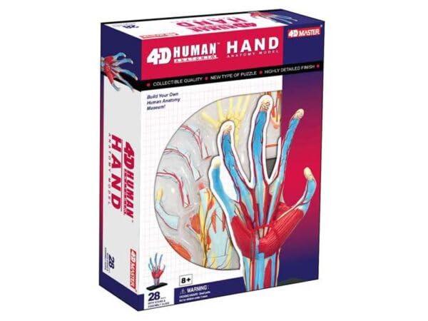4D立体パズル 人体解剖モデル 手 4D Human 626009 Hand Anatomy Model フェイムマスター Fame Master 4D master 知育玩具 STEM- パーツ点数は28点、展示用台座と英字説明書が付属。...