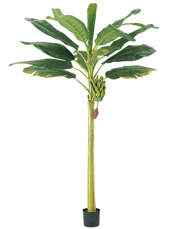 レビューを書いて　緑花堂5％OFFクーポンGET！ レビューを書いたらメールでお知らせくださいね ●サイズ 全長270cm　幹175cm　幹径10cm　葉径57～70cm　実房50cm ●底の黒いポットのサイズ 全高18cm　直径20cm ...