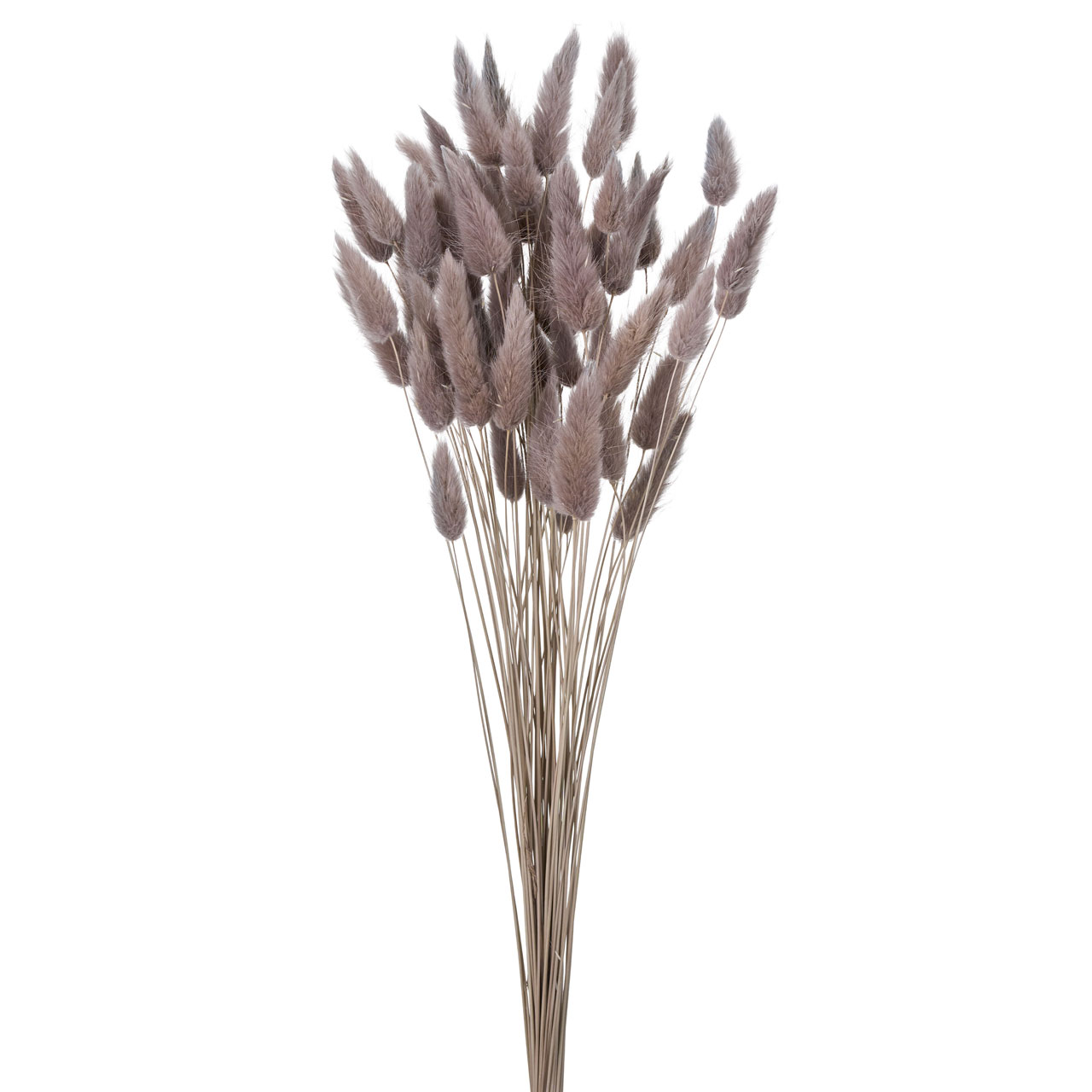 レビューを書いて　緑花堂5％OFFクーポンGET！ レビューを書いたらメールでお知らせくださいね ●商品名ラグラス ミラージュグレー 1束 ●商品番号TDLFD042050-201 ●サイズ約L50cm オリジナルカラー ●素材天然素材 ●...