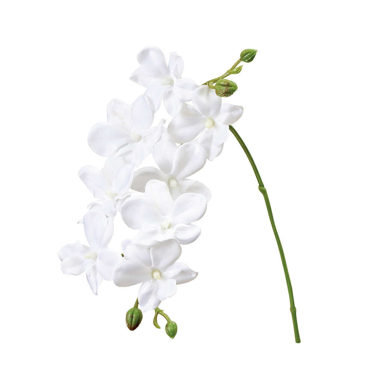 レビューを書いて　緑花堂5％OFFクーポンGET！ レビューを書いたらメールでお知らせくださいね ●商品名プリムオーキッド ＃101 PUREWH 1本 ●商品番号TDLFM001044-101 ●サイズ花径4〜4．5×L30×W12cm ...