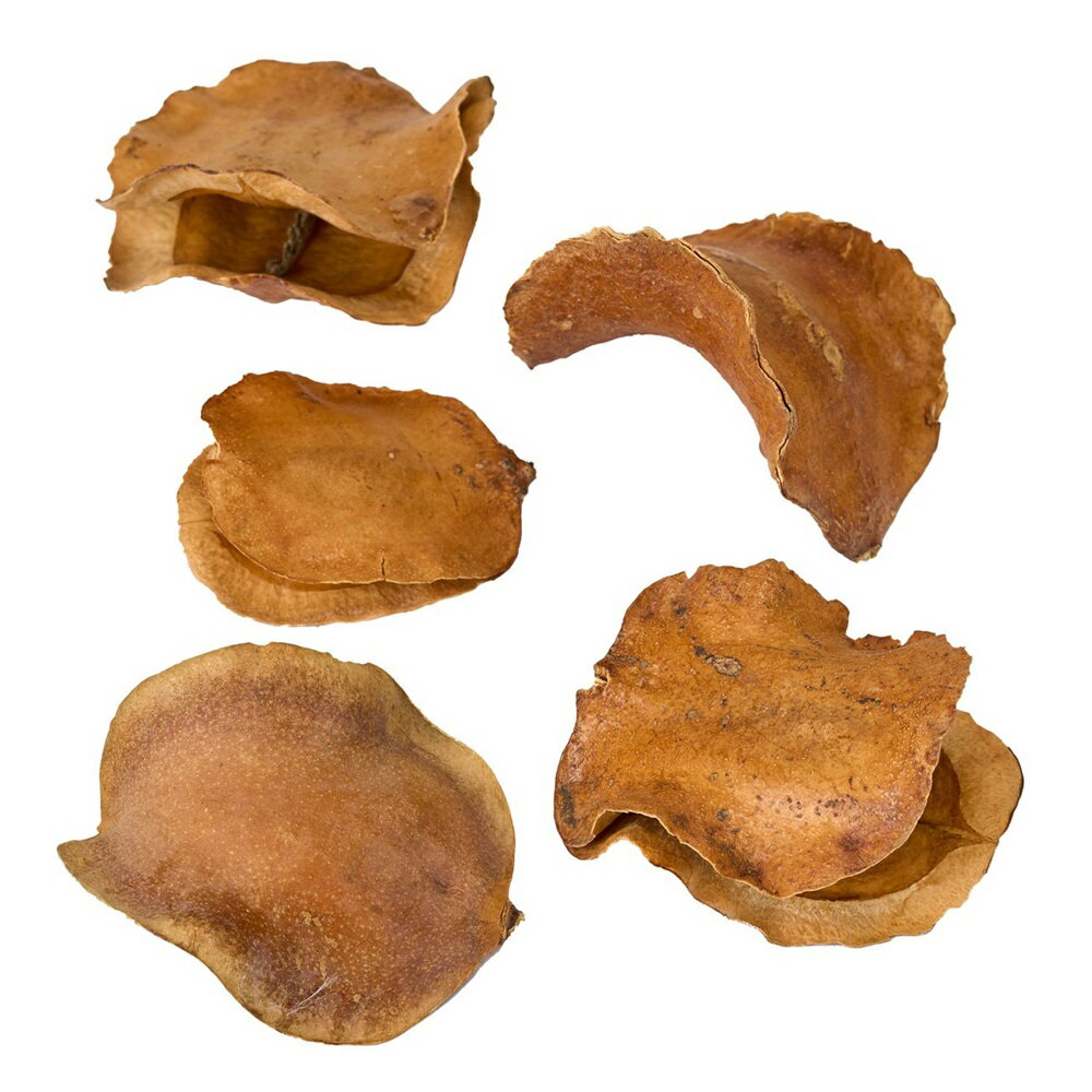 レビューを書いて　緑花堂5％OFFクーポンGET！ レビューを書いたらメールでお知らせくださいね ●商品名ジャカランダポッドナチュラル1袋ドライフラワー実ものナチュラル ●商品番号TDLDE018853 ●商品説明ジャカランダポッドドライフ...