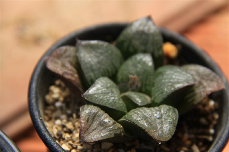 ■商品について □スプリングボクブラケンシス ○商品のサイズ　植物の幅　6cm ○科属名　ハオルチア ○コメント　 ○鉢の材質　プラ鉢又はビニ鉢入り ※実際の商品と写真の商品は同一品ですが、植物の成長等により、写真と異なるように見えかる場合...