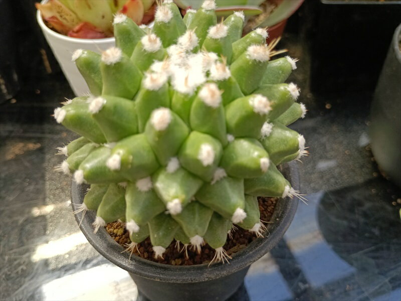■エルサム　 □商品について ○商品のサイズ　植物の大きさ w 6.3cm ○科属名　マミラリヤ ○コメント　