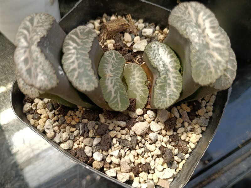 ■商品について □スーパー玉扇　 ○商品のサイズ　植物の大きさ　W9cm ○科属名　ハオルチア ○コメント　