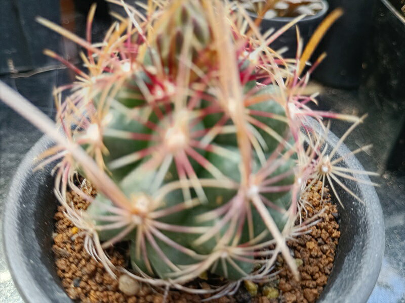 ■和光丸 □商品について ○商品のサイズ　植物の大きさ　W4.5cm ○科属名　ネオポルテリア ○コメント　