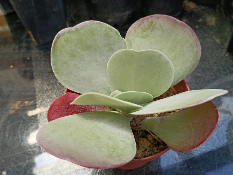 ■商品について □唐印　 ○商品のサイズ　植物の大きさ　H　cm ○科属名　カランコエ ○コメント　
