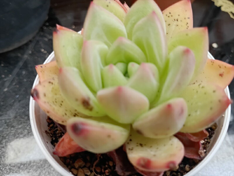 ■商品について □ピンクカンペーン　 ○商品のサイズ　植物の大きさ　W13cm ○科属名　エケベリア ○コメント　
