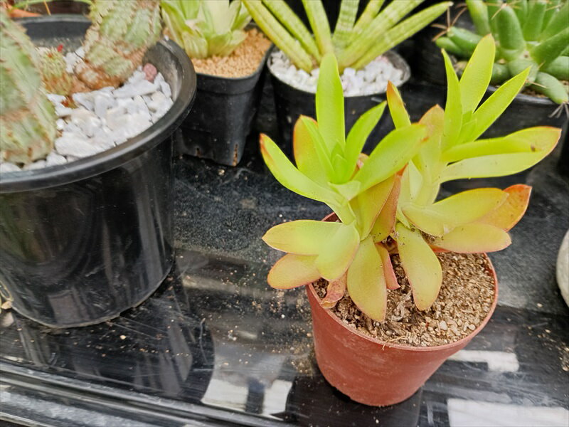 ■商品について □火祭り ○商品のサイズ　植物の大きさ　w9cm 、H9cm ○科属名　クラッスラ ○コメント　