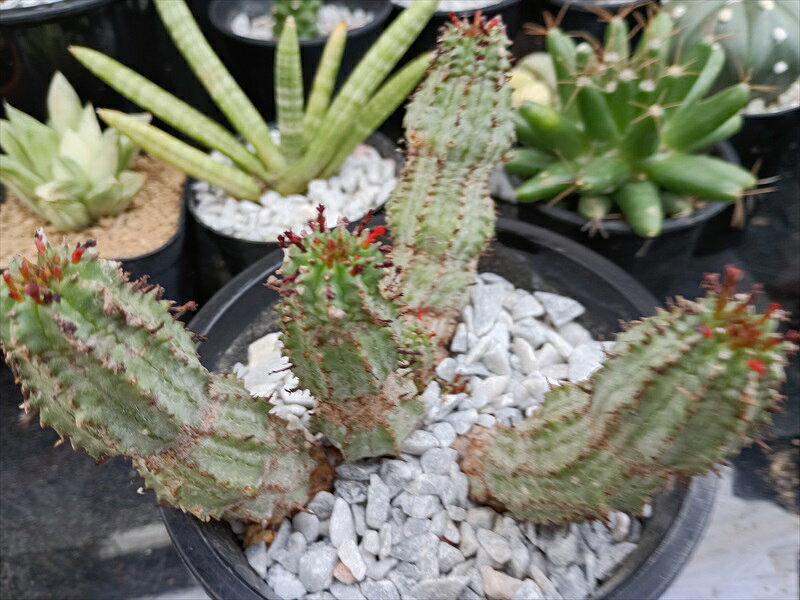 ■商品について □エノプラ ○商品のサイズ　植物の大きさ　w11cm 、H11cm ○科属名　ユーホルビアbr> ○コメント　