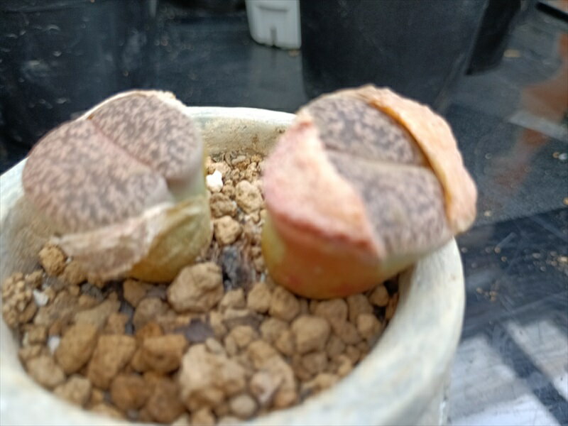■商品について □へキリル ○商品のサイズ　植物の大きさ　w5.5cm 、H3cm ○科属名　リトープスbr> ○コメント　