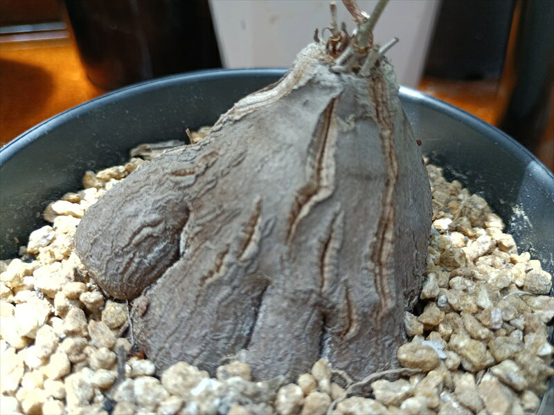 ■商品について □亀甲竜　 ○商品のサイズ　植物の大きさ　　W6cm×5cm ○科属名　ディオスコレア ○コメント　