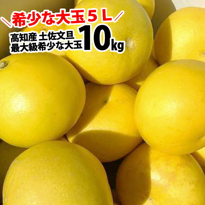 【楽天市場】【送料無料】 高知産 土佐文旦最大級！希少な大玉5Lサイズ10kgブンタン ぶんたん2月中下旬頃より発送予定沖縄本土と北海道は別途送料 全国の離島は発送不可 ：産直龍馬くん