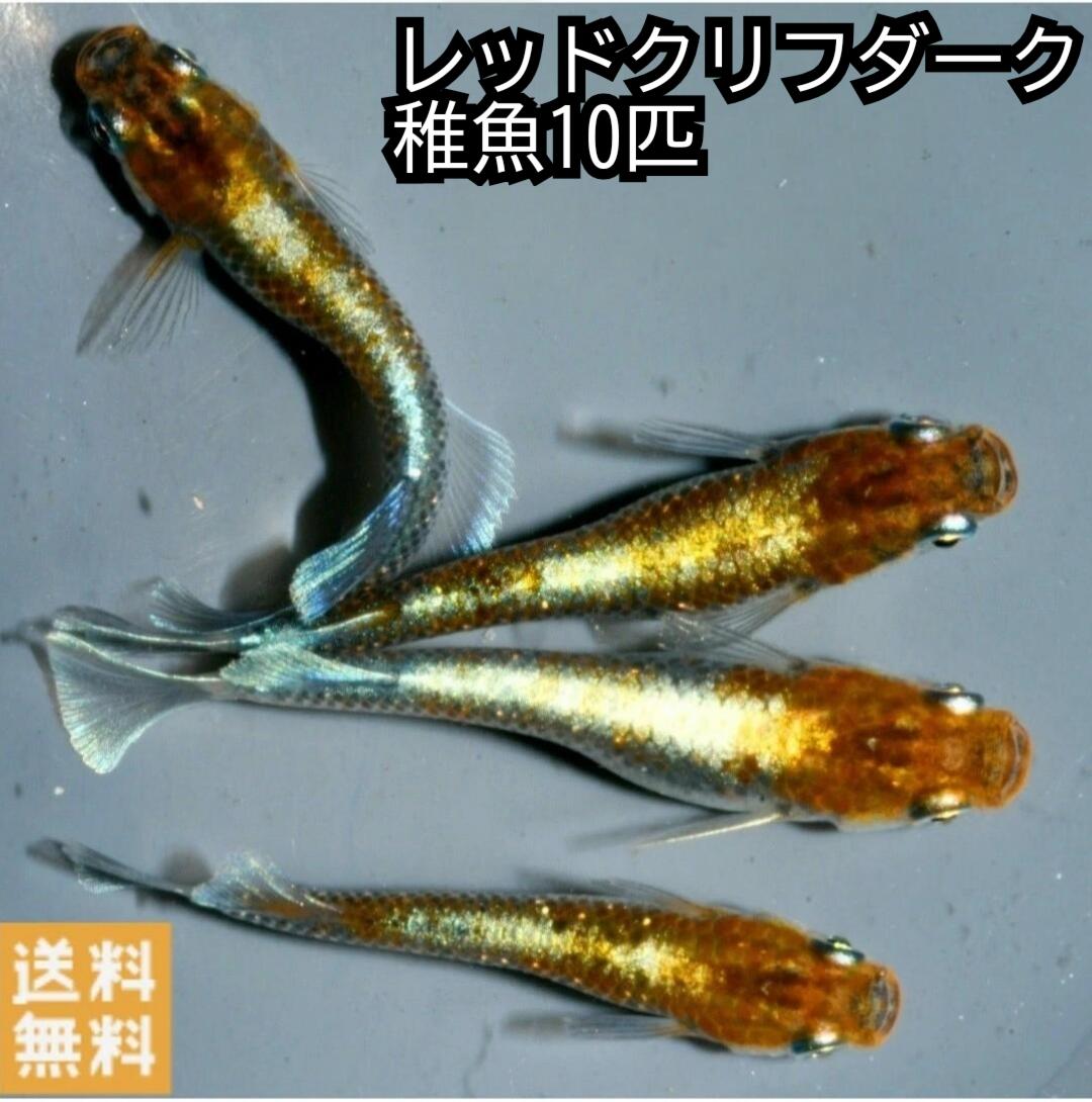 商品情報特徴キッシングワイドフィンサイズ10ミリ前後飼育方法屋外飼育注意事項モニターの発色によって、実際のものと異なる場合がございます。送料無料 稚魚販売 レッドクリフダークタイプめだか 稚魚5匹＋α サイズ10ミリ〜15ミリ前後 メダカ ...
