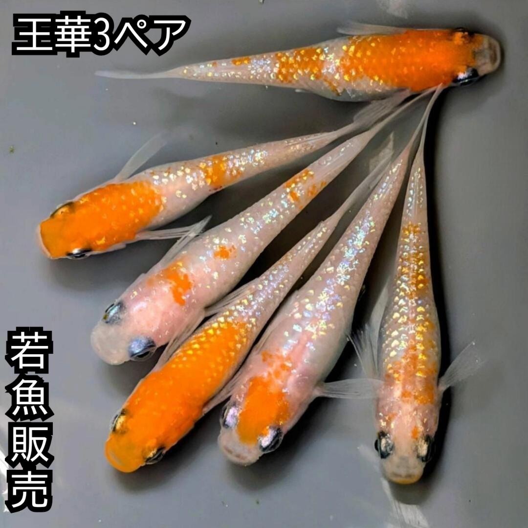 送料無料 若魚販売 王華めだか3ペア サイズ20ミリ前後 メダカ 観賞魚 ラメ ビオトープ めだか生体 水槽 紅白めだか 紅白ラメめだか 紅白極ラメめだか 2026年春産20ミリ前後産卵中 王華めだか令和8年5月産まれ、20ミリ前後となって...