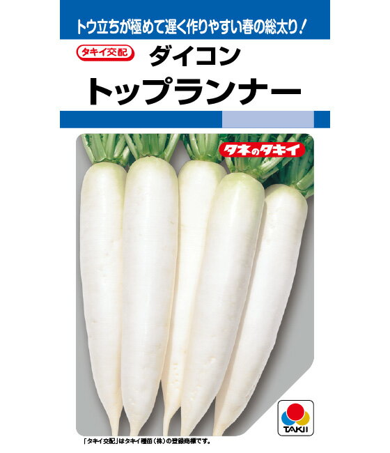 商品情報品種の特性抽苔が安定して、低温でも根の伸びがよい淡緑首の春ダイコン。3月上旬まき露地マルチ栽培では、播種後約80日で根長38cm、根径7.5cm程度によくそろう。萎黄病などの病害に強く、吸肥力が安定しているので、土壌適応性が広く作り...