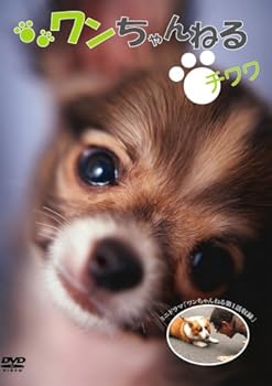 【中古】ワンちゃんねる チワワ [DVD]【メーカー名】【メーカー型番】【ブランド名】オルスタック ピクチャーズ ドキュメンタリー, お笑い・バラエティ, ホビー・実用 【商品説明】ワンちゃんねる チワワ [DVD]画像はサンプル写真のため...