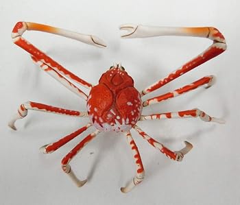 【中古】チョコQ アニマテイルズ 日本の動物6 【155】 タカアシガニ 単品 食玩【メーカー名】【メーカー型番】【ブランド名】TOMY 食玩 【商品説明】チョコQ アニマテイルズ 日本の動物6 【155】 タカアシガニ 単品 食玩画像はサ...