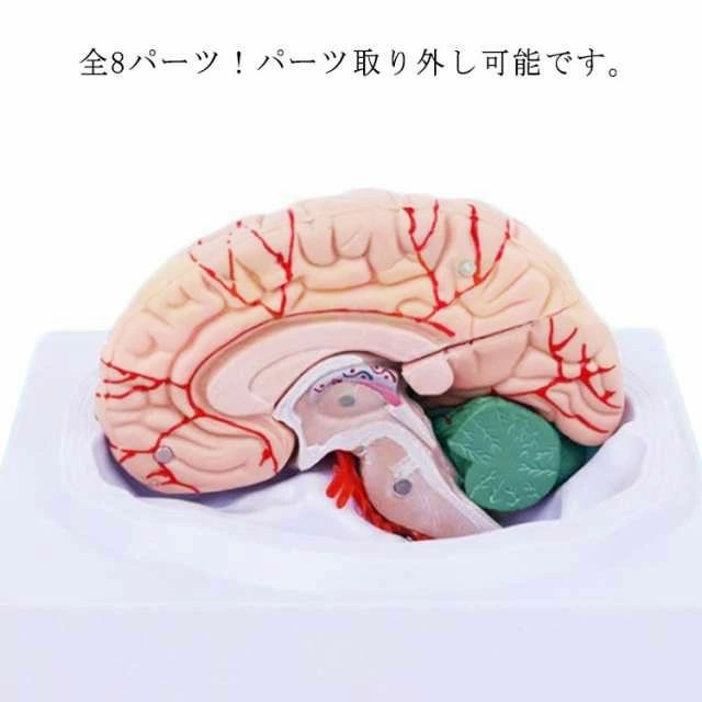 メーカー希望小売価格はメーカーカタログに基づいて掲載しています全8パーツ！パーツ取り外し可能です。模型は非常に精巧な作りとなっておりますので、プロの現場や、学習、インテリア様々なシーンで活躍出来る事間違いなしのおススメ商品です。医療現場での...