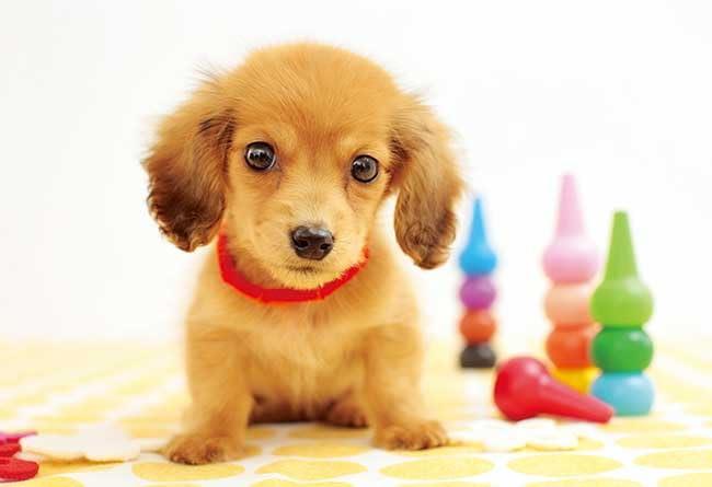 アップルワン(APPLEONE) 300-355 おすましワンショット 300ピース ジグソーパズル 日本製 38×26cm ペット 犬ペットシリーズの新柄です。「おすましワンショット」SHINYA SASAKI/Aflo