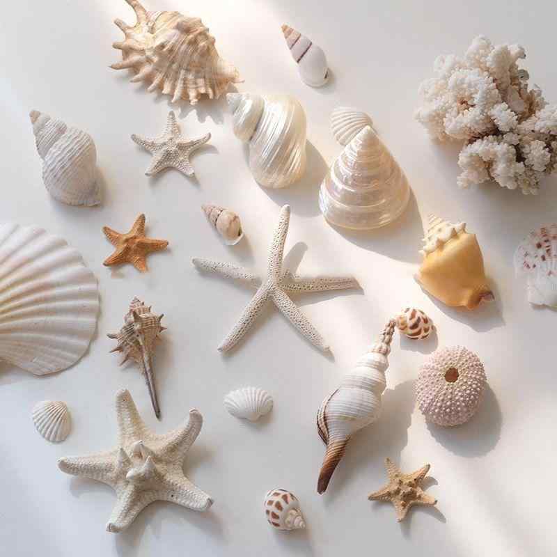 ・カラー: 天然海羅貝殻30個+ヒトデ, 天然海羅貝殻20個+ヒトデ, 天然海羅貝殻10個+ヒトデ, 天然海羅貝殻5個, 天然海羅貝殻2個