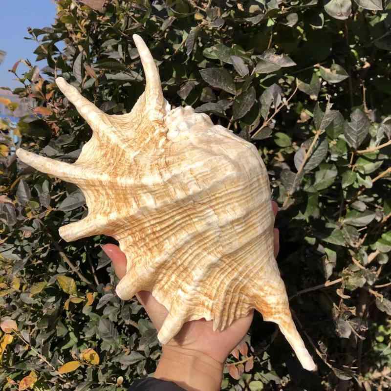 ・ギフト用途: ビジネスギフト